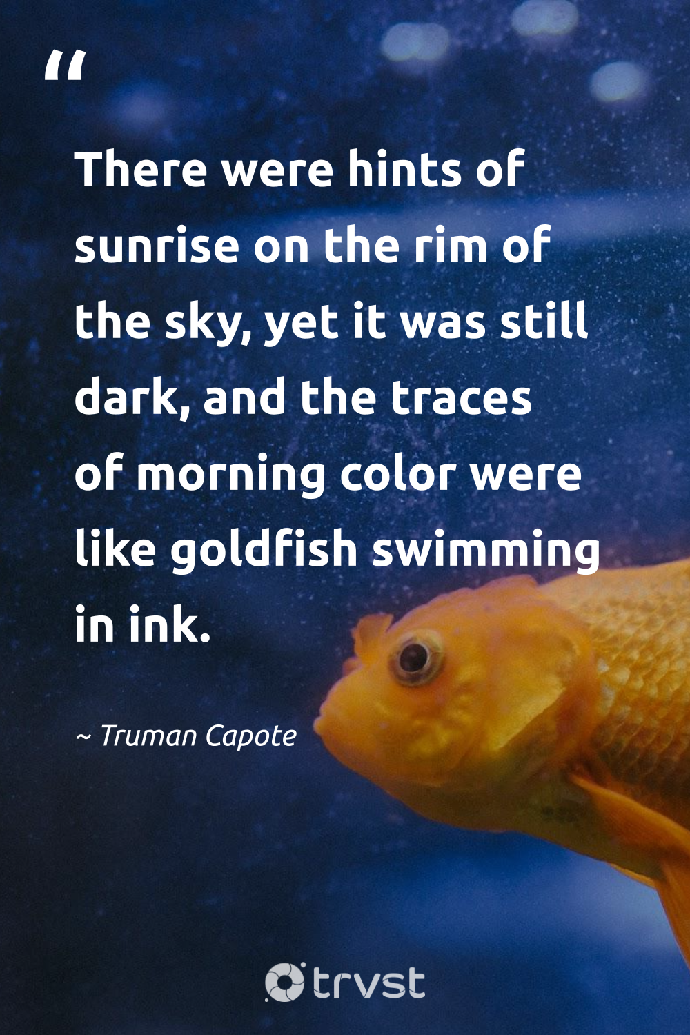17 Goldfish Quotes About The Golden Gliders