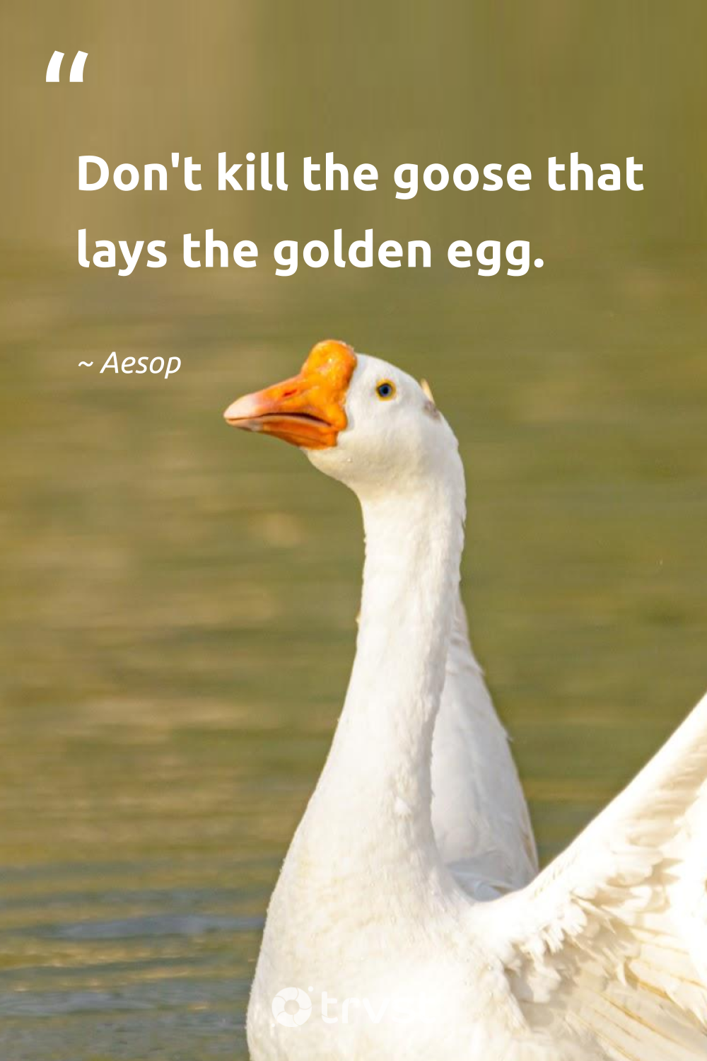 23 Goose Quotes About The Gaggling Waterfowls