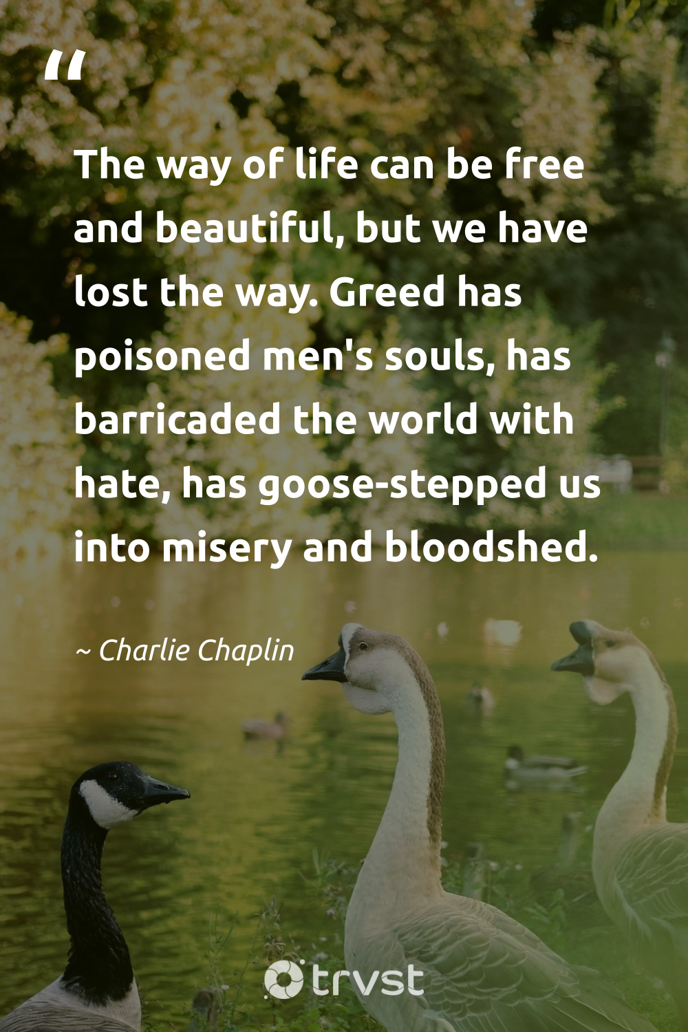 23 Goose Quotes About The Gaggling Waterfowls