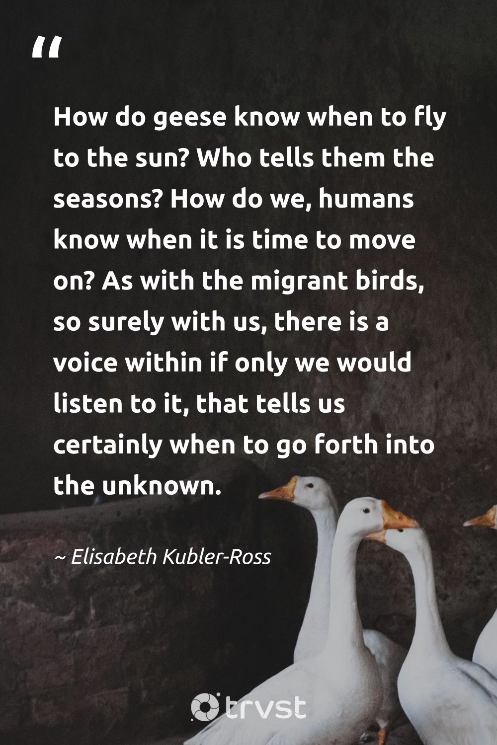 23 Goose Quotes About The Gaggling Waterfowls