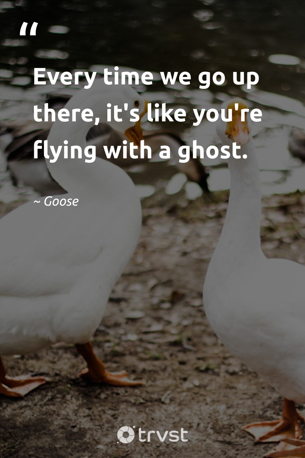 23 Goose Quotes About The Gaggling Waterfowls