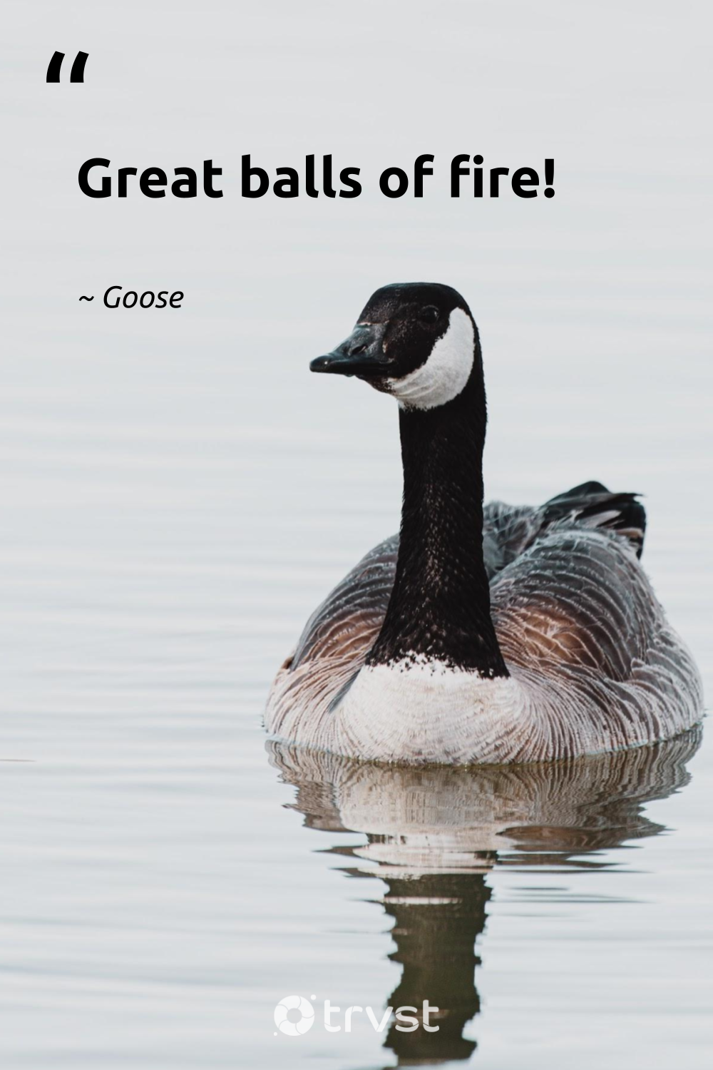 23 Goose Quotes About The Gaggling Waterfowls