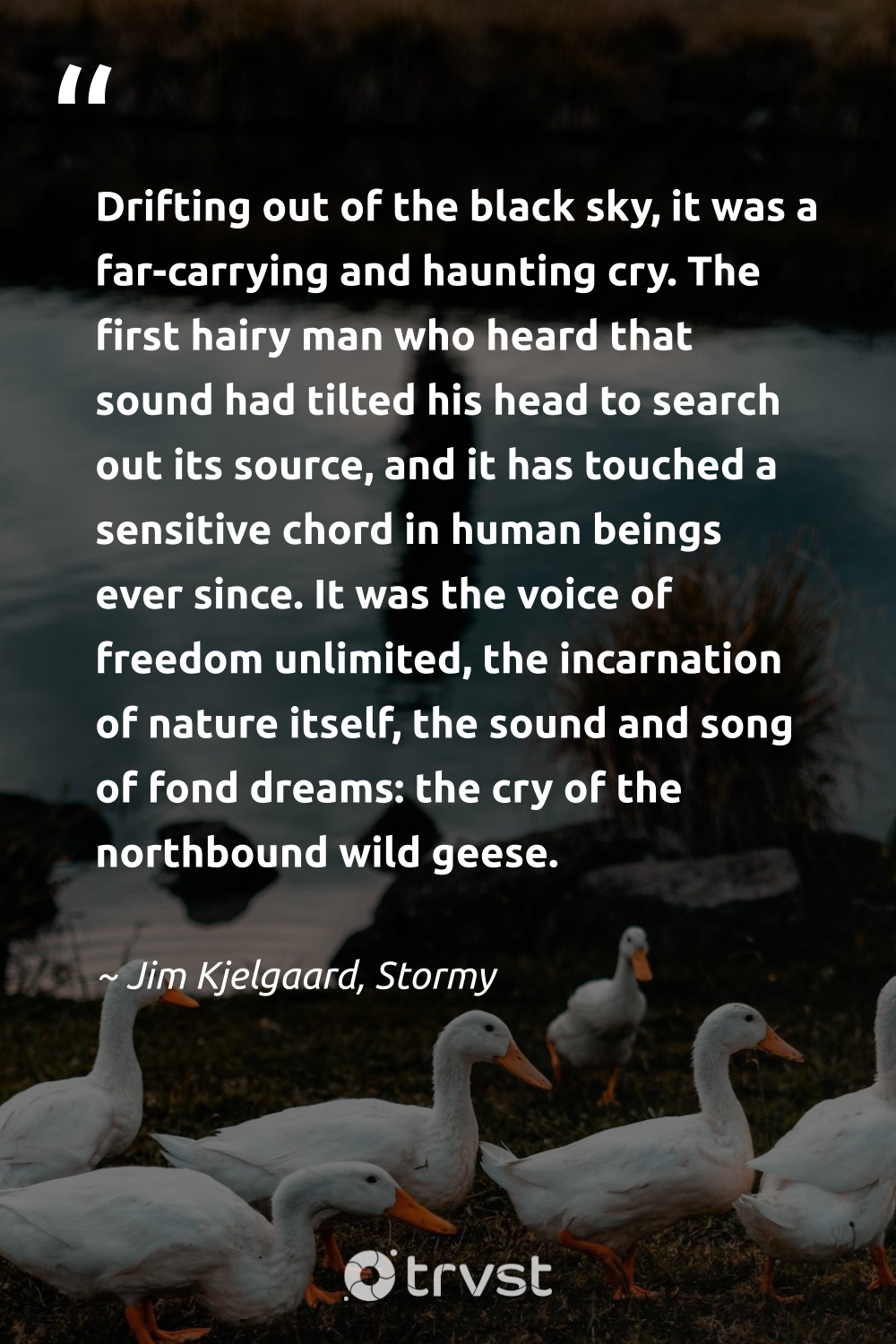 23 Goose Quotes About The Gaggling Waterfowls