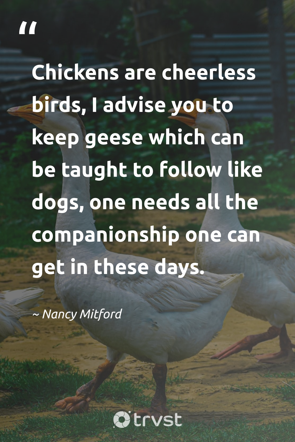 23 Goose Quotes About The Gaggling Waterfowls