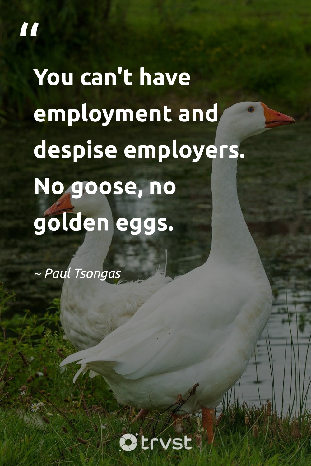 23 Goose Quotes About The Gaggling Waterfowls