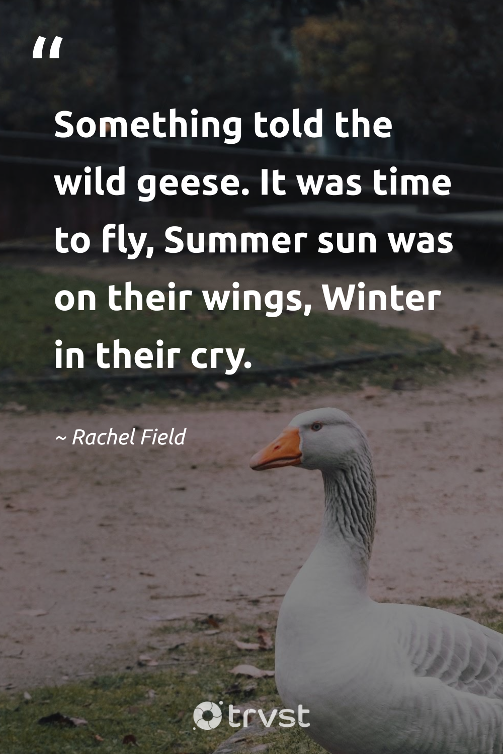 23 Goose Quotes About The Gaggling Waterfowls