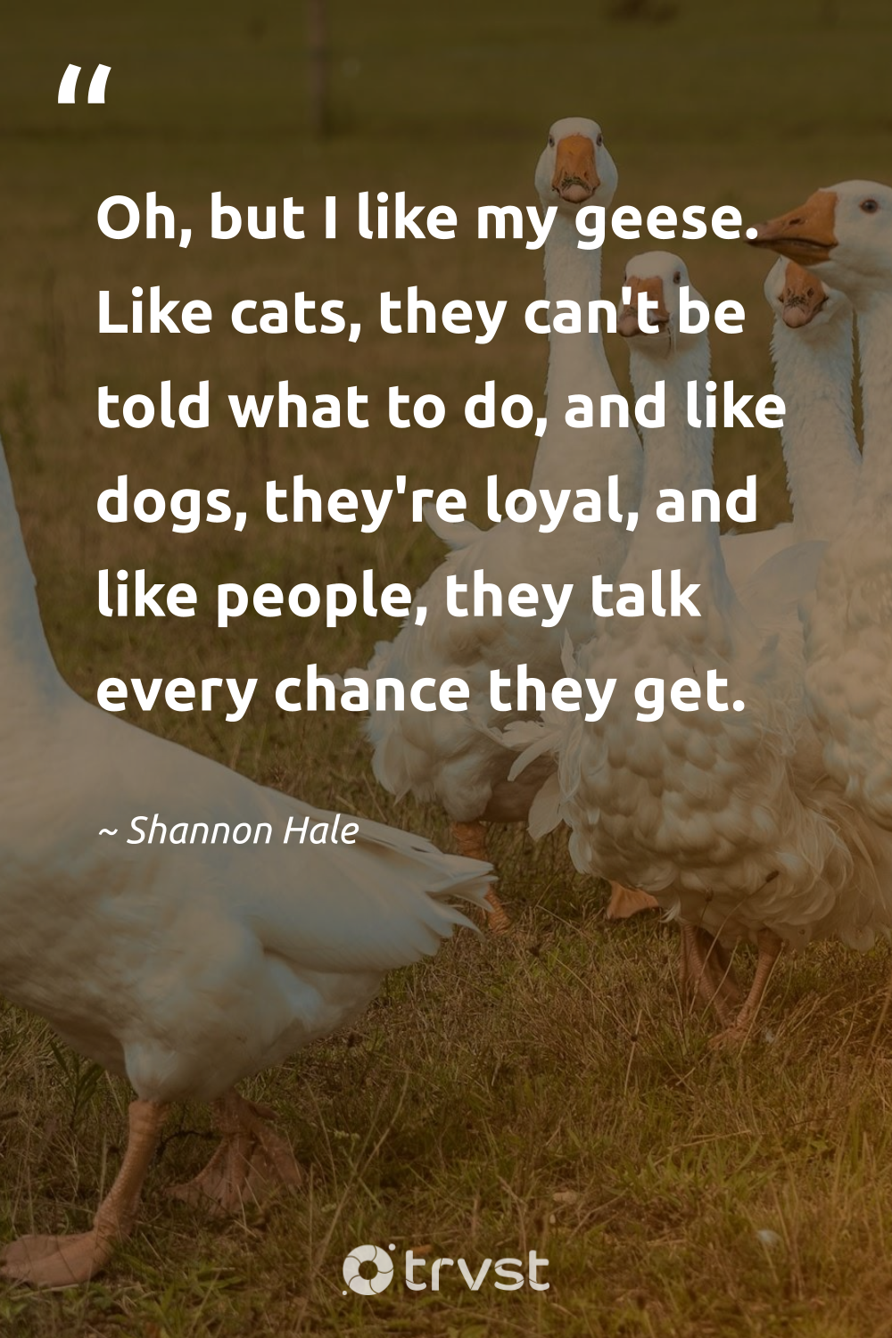 23 Goose Quotes About The Gaggling Waterfowls
