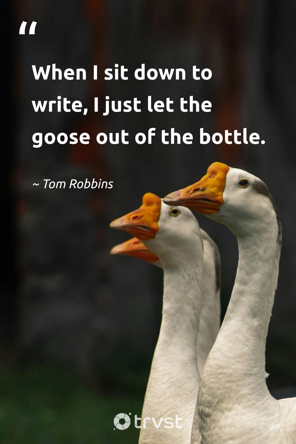 23 Goose Quotes About The Gaggling Waterfowls