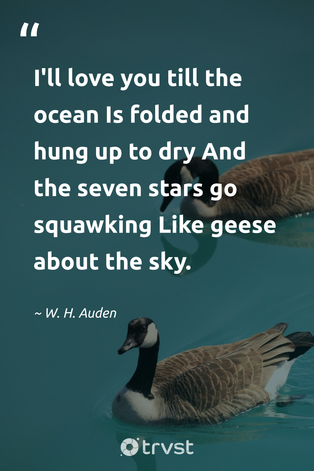 23 Goose Quotes About The Gaggling Waterfowls