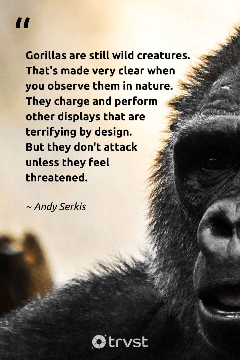 24 Gorilla Quotes To Recognize The Mountain's Gentle Giants