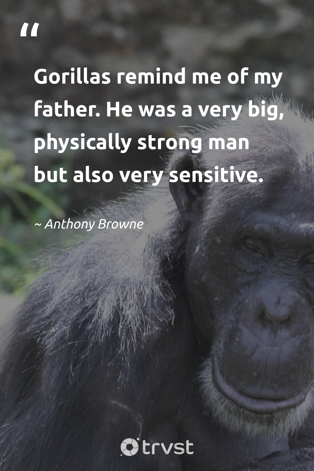 24 Gorilla Quotes To Recognize The Mountain's Gentle Giants