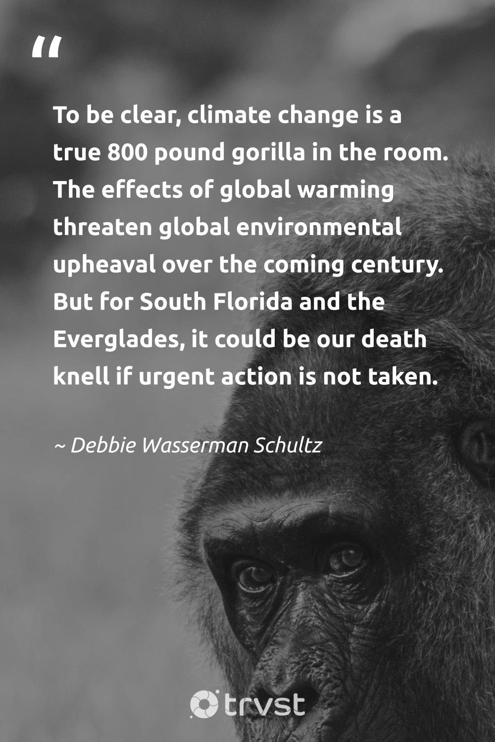 24 Gorilla Quotes To Recognize The Mountain's Gentle Giants
