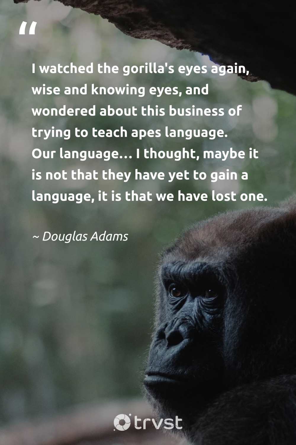 24 Gorilla Quotes To Recognize The Mountain's Gentle Giants