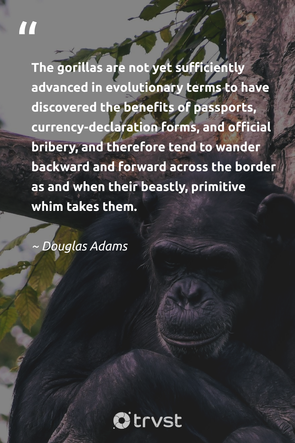 24 Gorilla Quotes To Recognize The Mountain's Gentle Giants