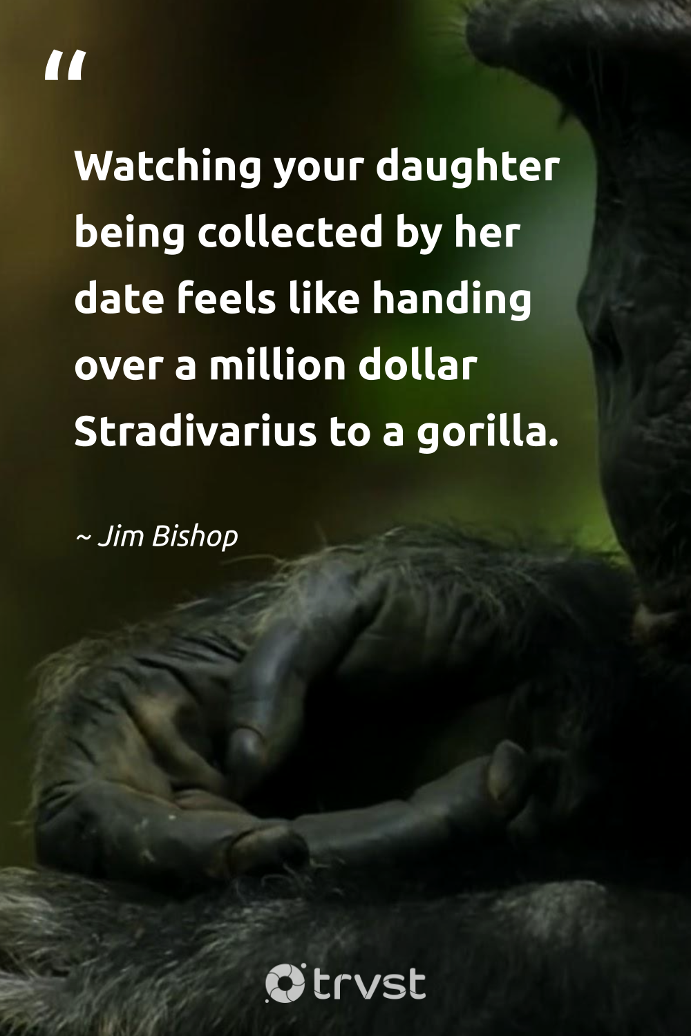 24 Gorilla Quotes To Recognize The Mountain's Gentle Giants