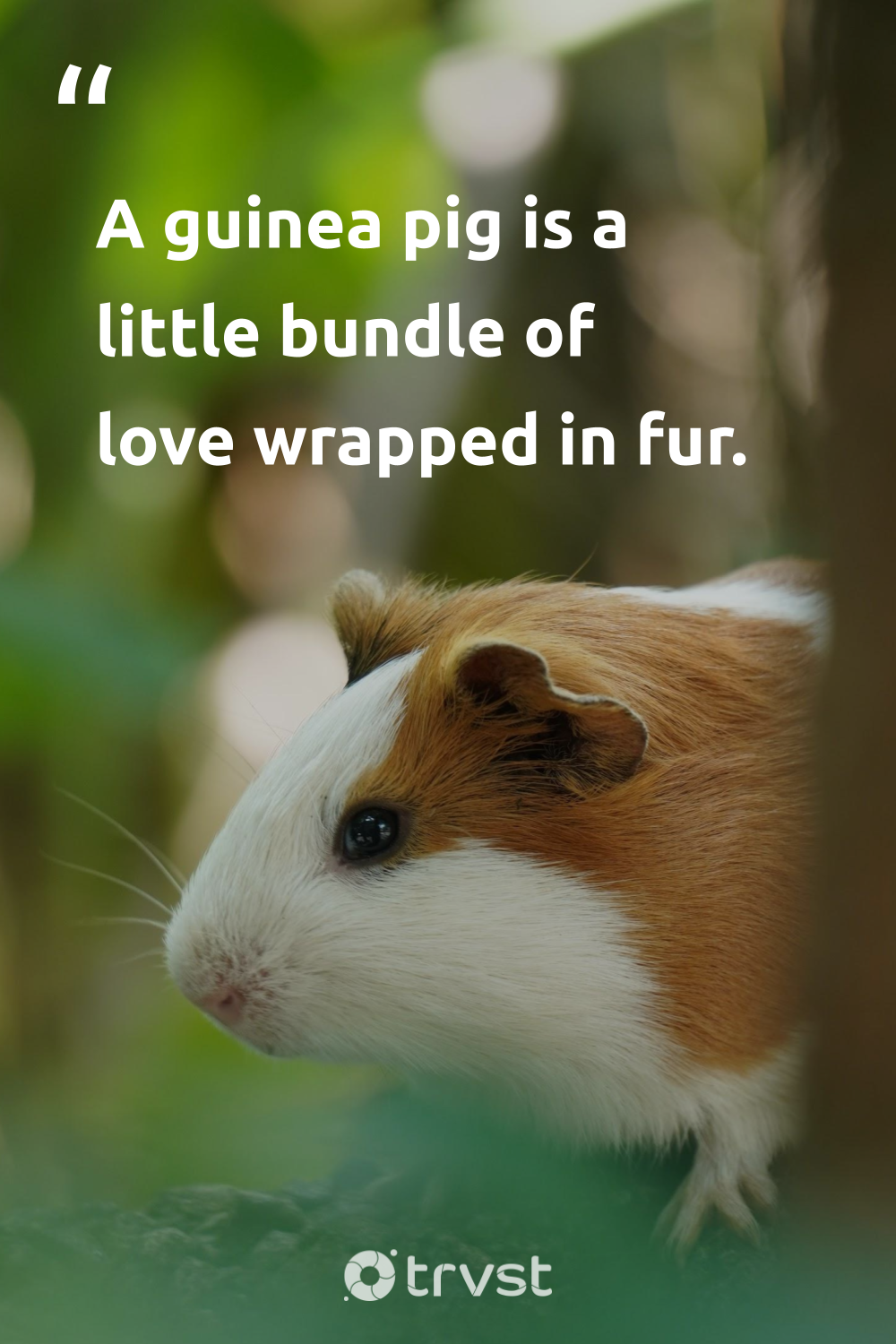 10 Guinea Pig Quotes Celebrating The Cute Companions