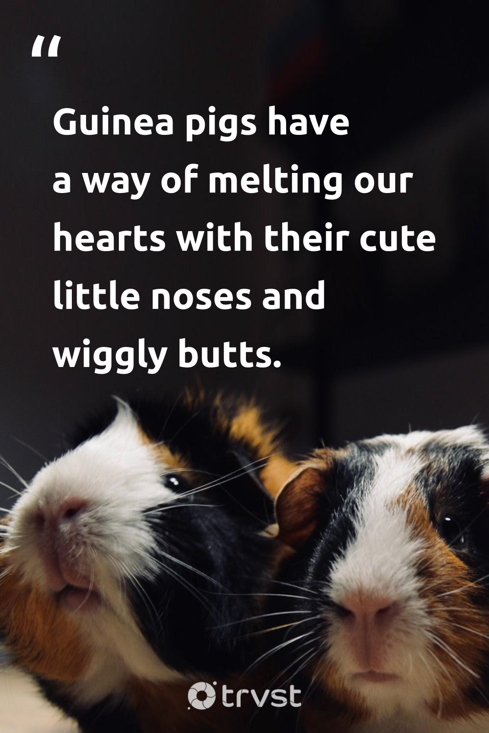 10 Guinea Pig Quotes Celebrating The Cute Companions