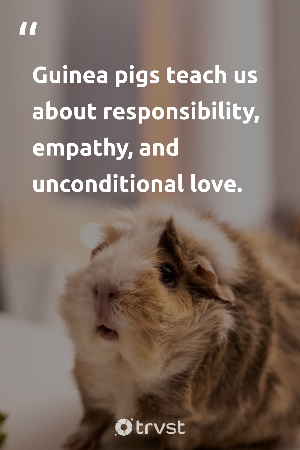 10 Guinea Pig Quotes Celebrating The Cute Companions