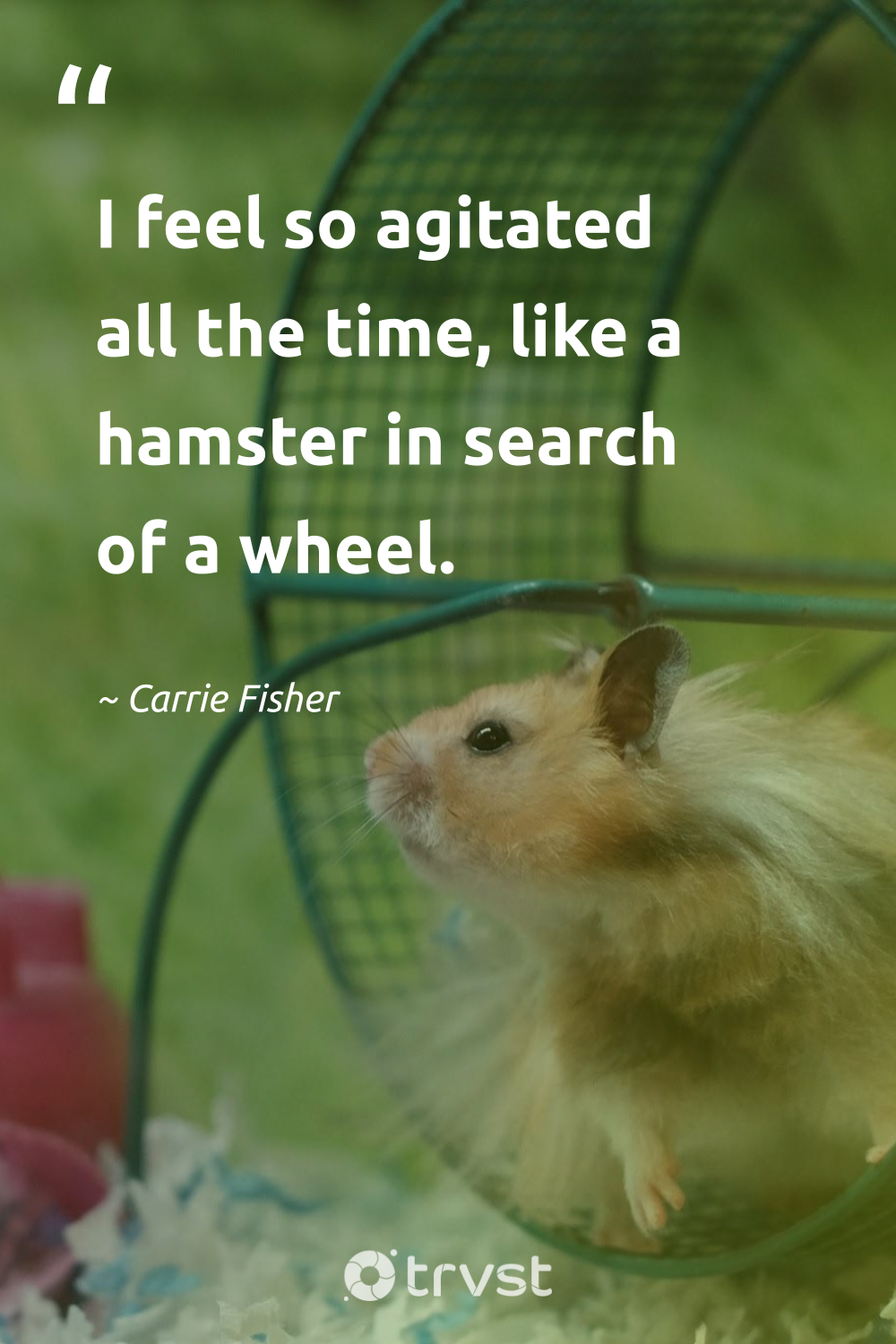 10 Hamster Quotes About These Adorable Rodents