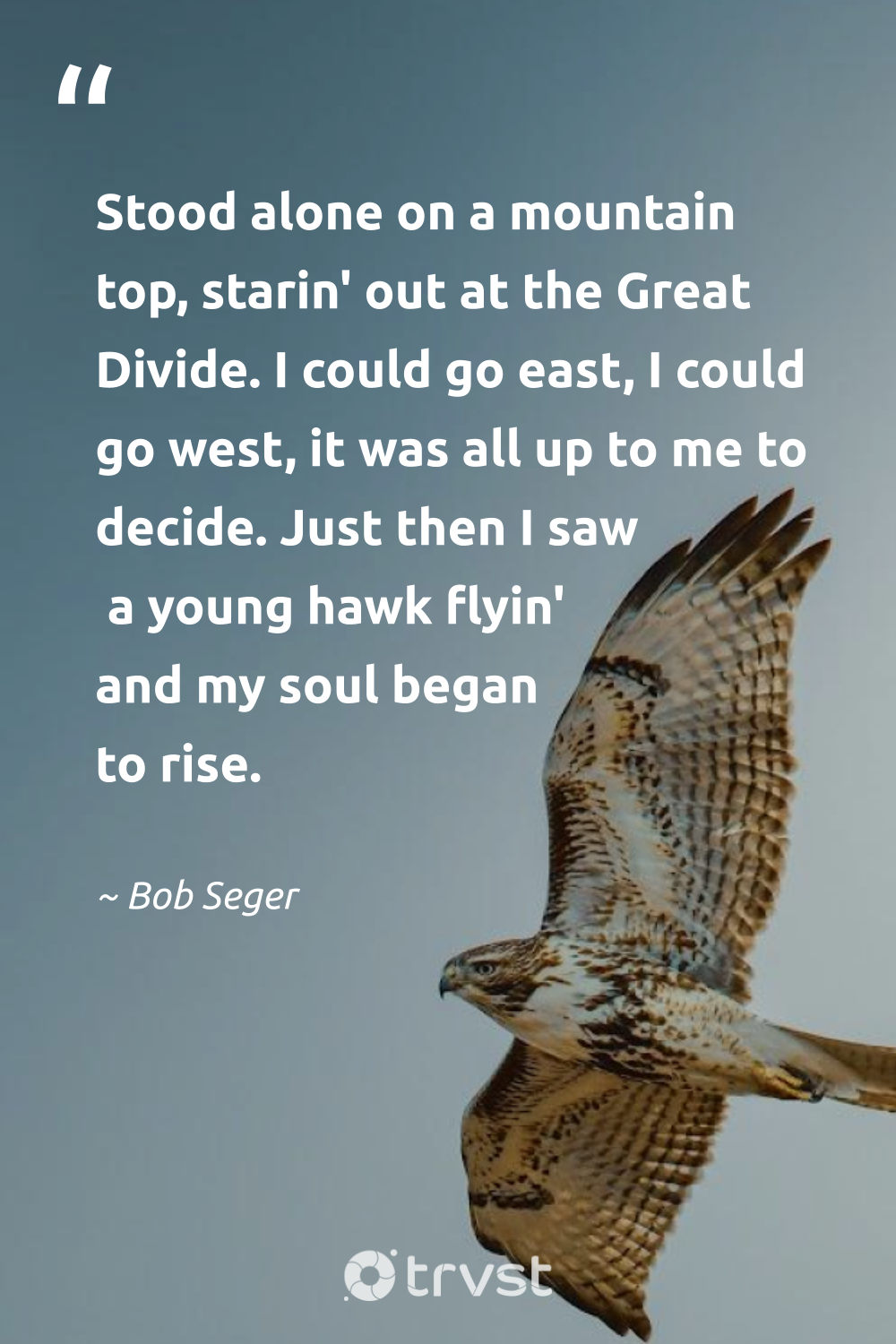 29 Hawk Quotes & Proverbs Echoing The Raptors' Strength (2025)