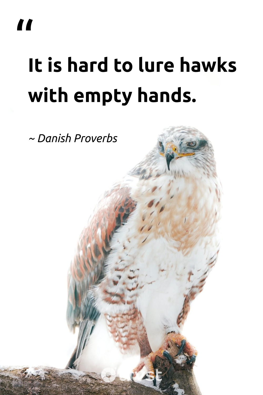 29 Hawk Quotes & Proverbs Echoing The Raptors' Strength (2025)