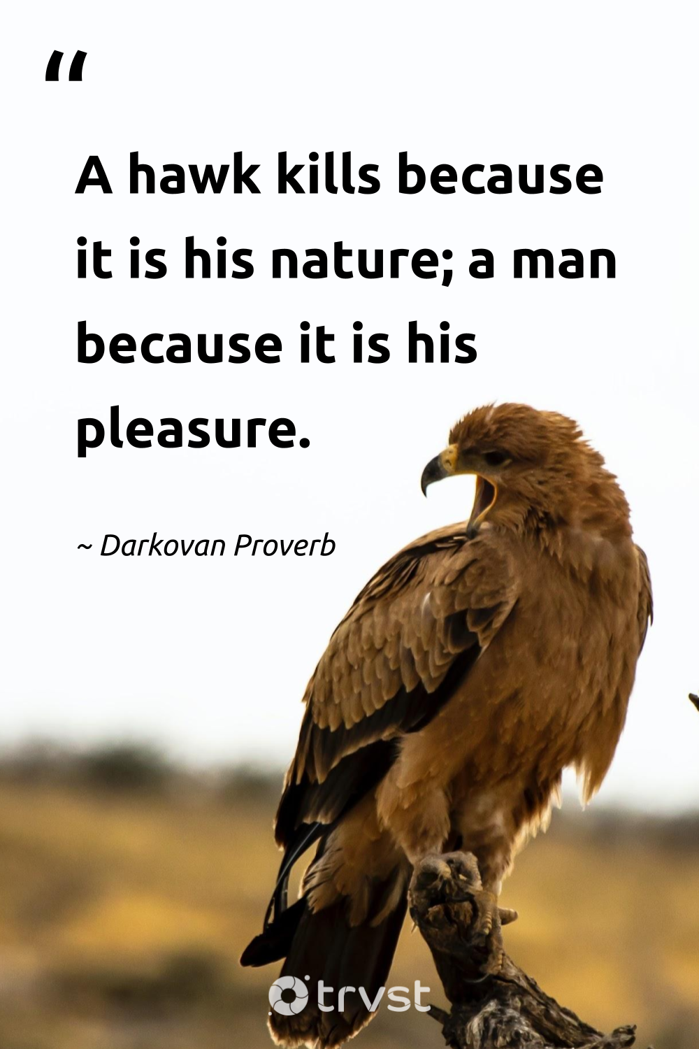 29 Hawk Quotes & Proverbs Echoing The Raptors' Strength (2024)