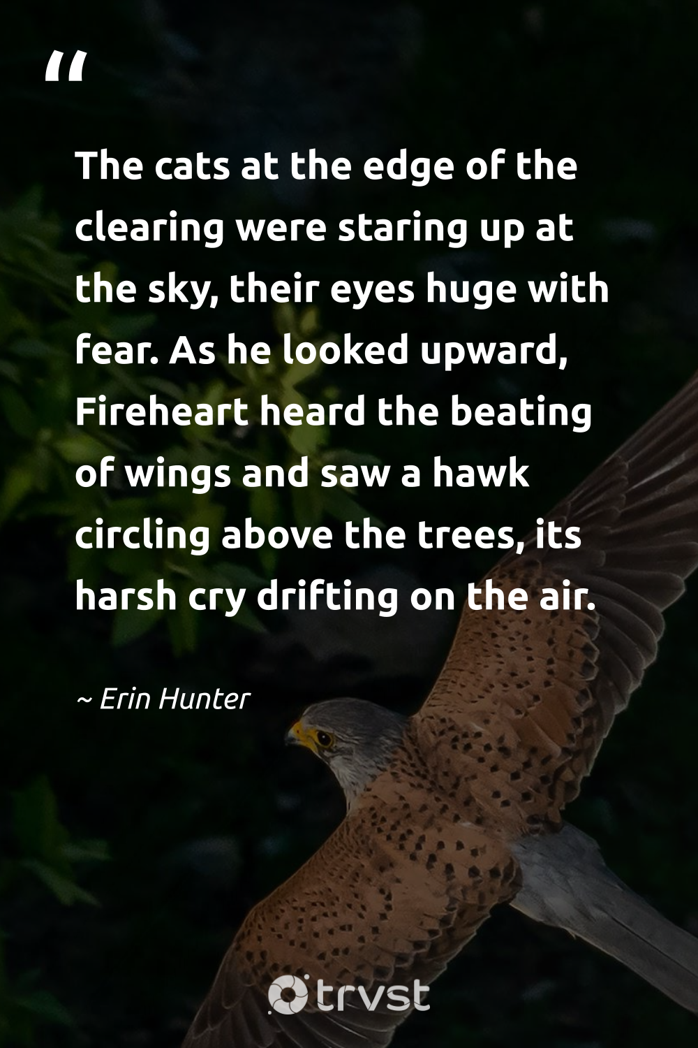 29 Hawk Quotes & Proverbs Echoing The Raptors' Strength (2025)