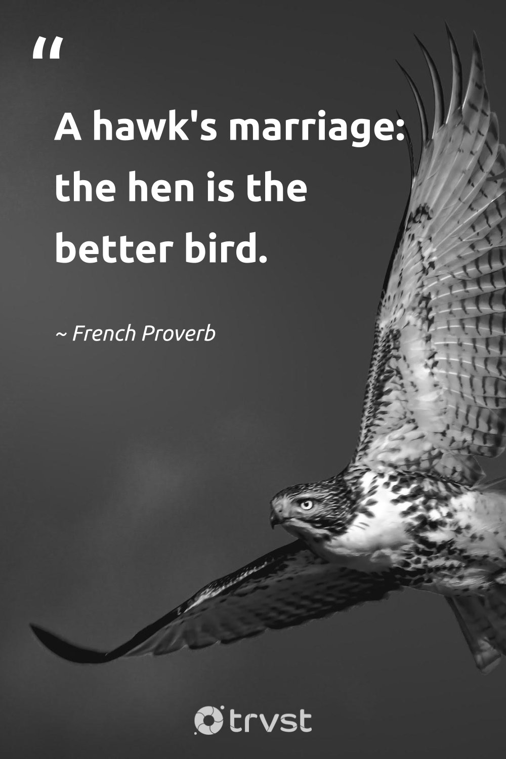 29 Hawk Quotes & Proverbs Echoing The Raptors' Strength (2025)