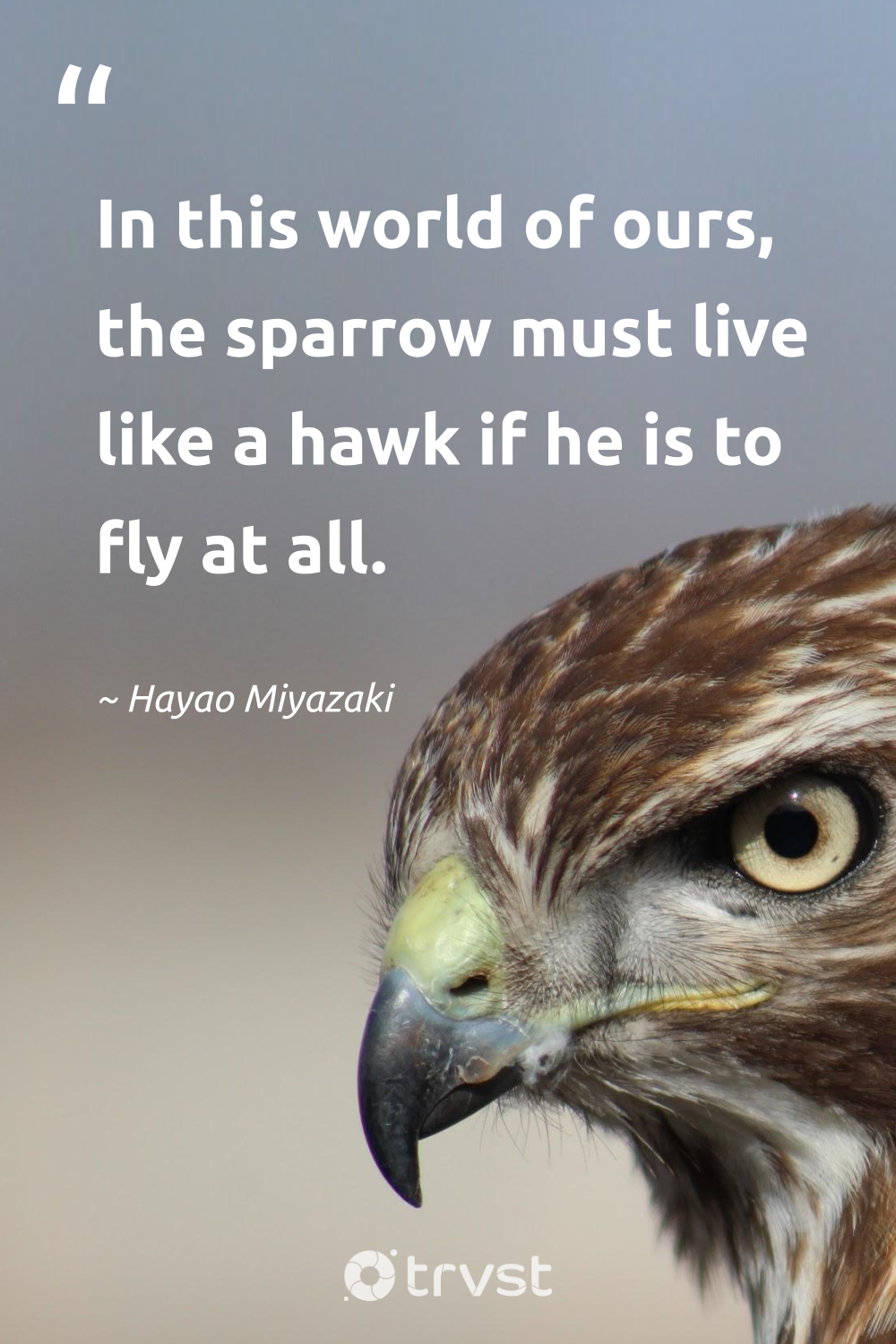 29 Hawk Quotes & Proverbs Echoing The Raptors' Strength (2025)