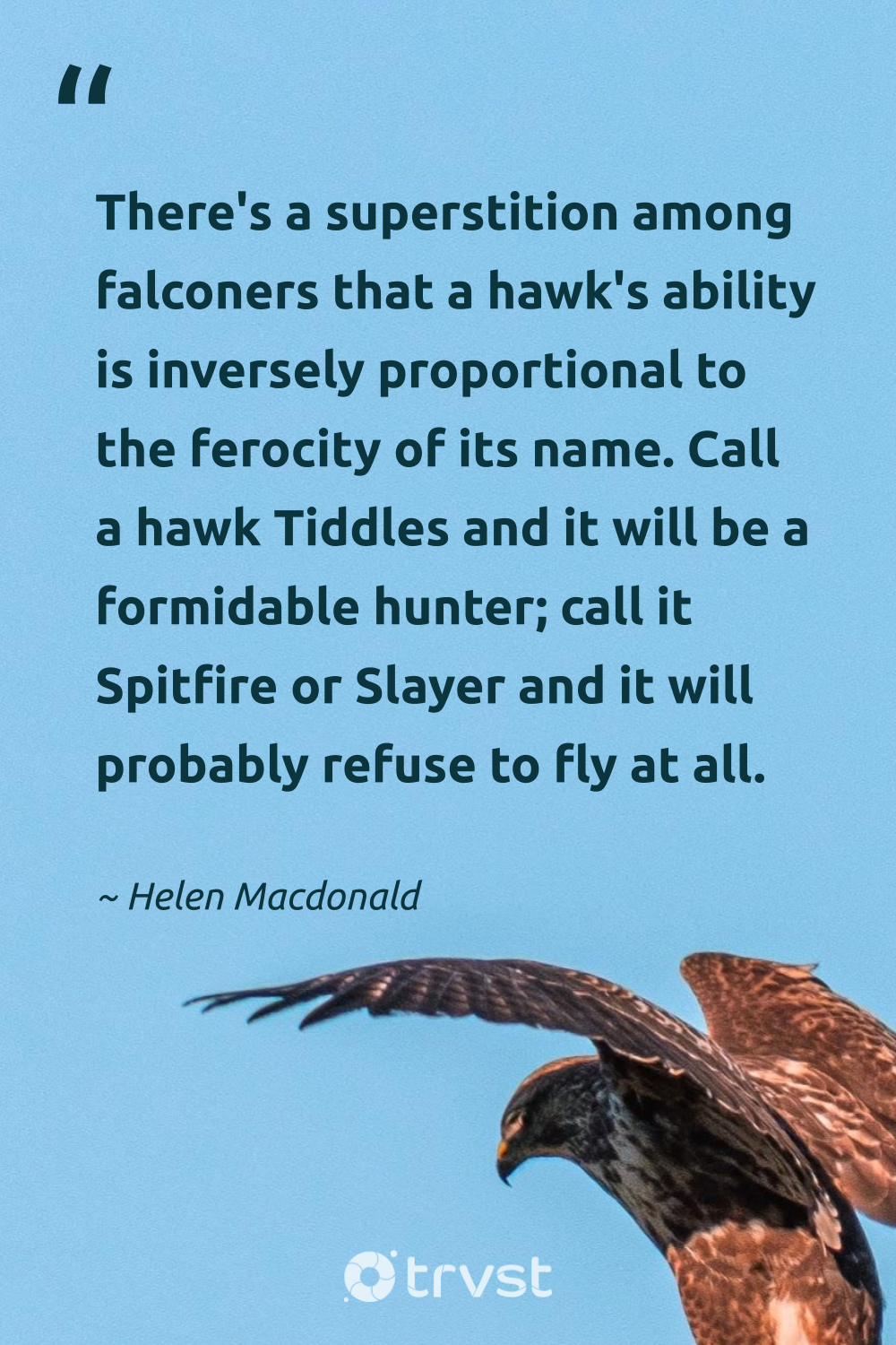 29 Hawk Quotes & Proverbs Echoing The Raptors' Strength (2025)