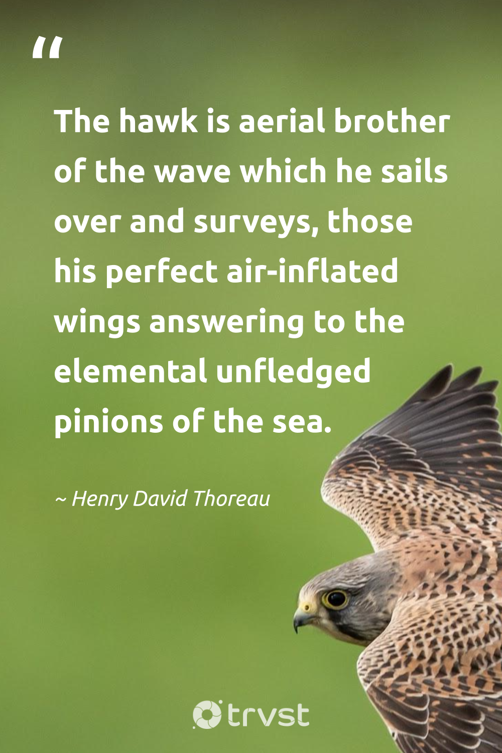 29 Hawk Quotes & Proverbs Echoing The Raptors' Strength (2025)