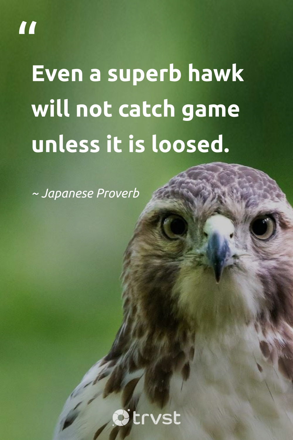 29 Hawk Quotes & Proverbs Echoing The Raptors' Strength (2025)