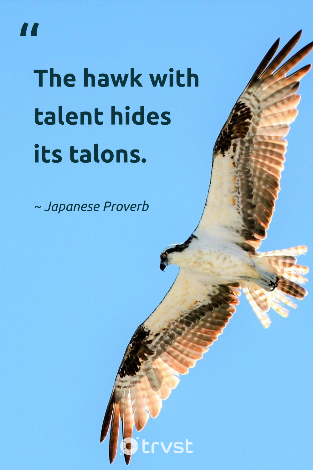 29 Hawk Quotes & Proverbs Echoing The Raptors' Strength (2025)