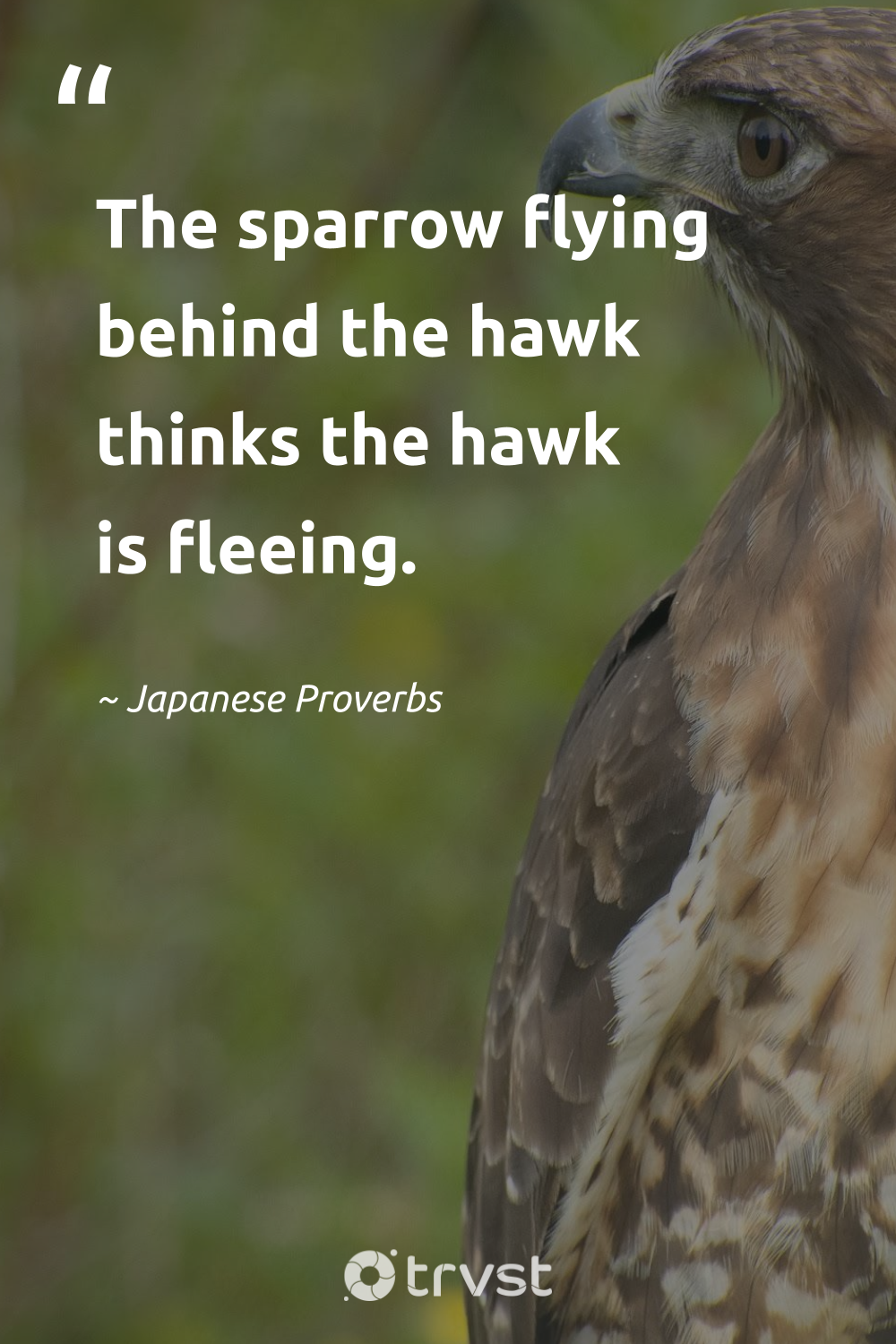 29 Hawk Quotes & Proverbs Echoing The Raptors' Strength (2024)