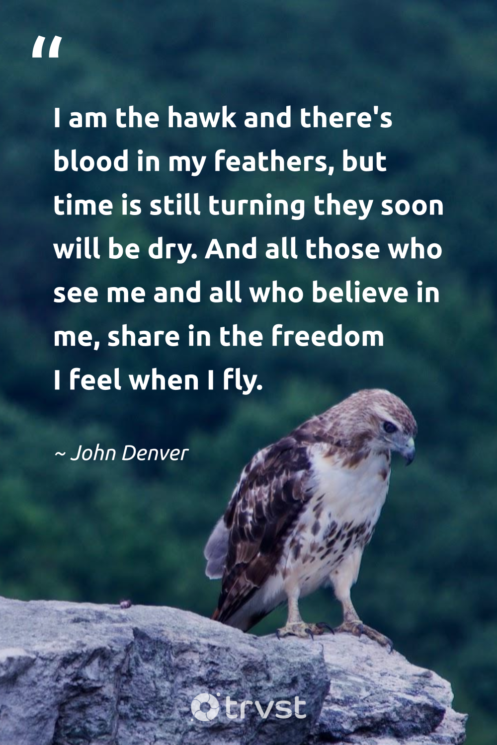 29 Hawk Quotes & Proverbs Echoing The Raptors' Strength (2025)