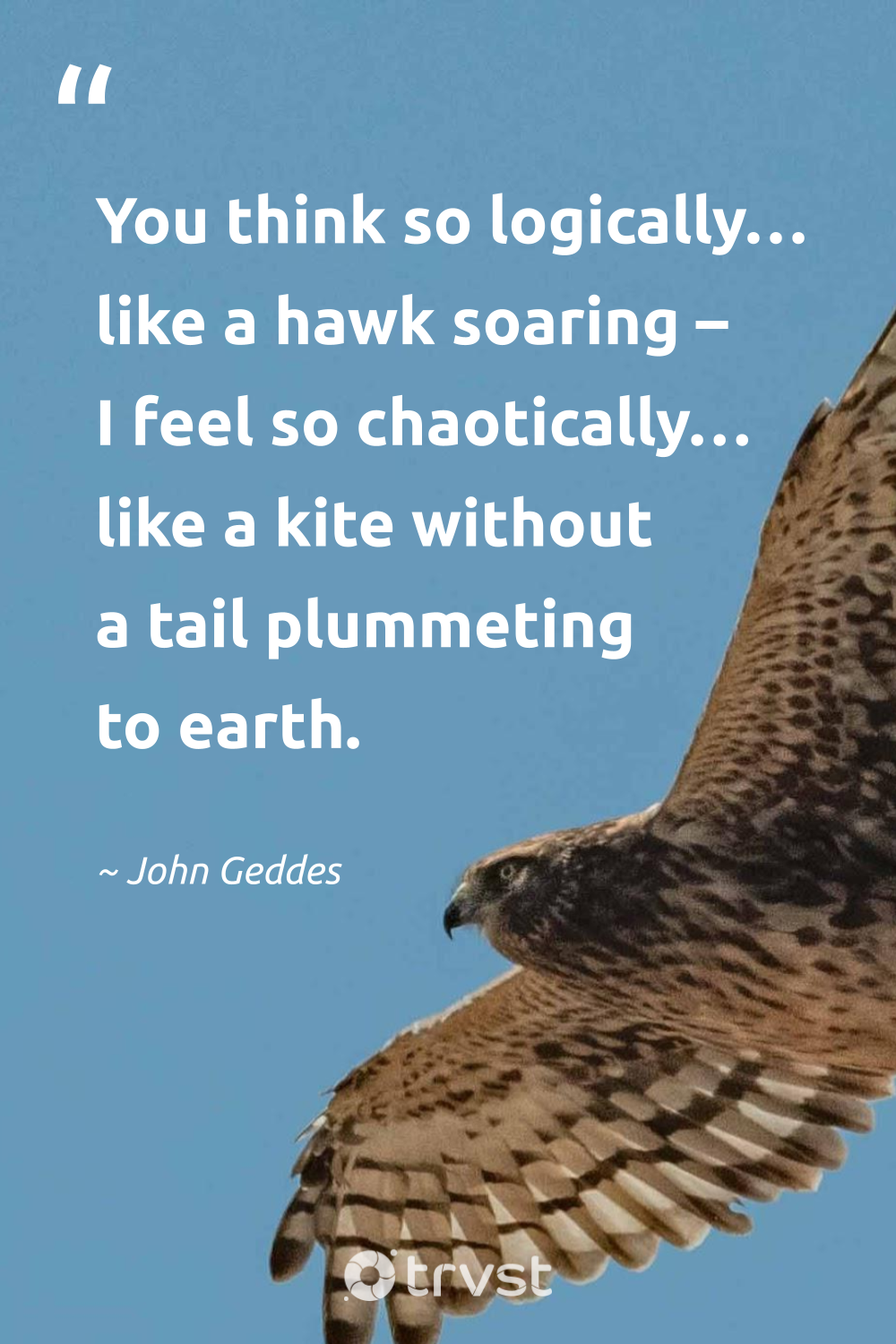 29 Hawk Quotes & Proverbs Echoing The Raptors' Strength (2025)