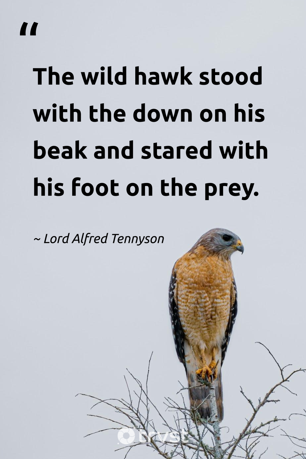 29 Hawk Quotes & Proverbs Echoing The Raptors' Strength (2025)