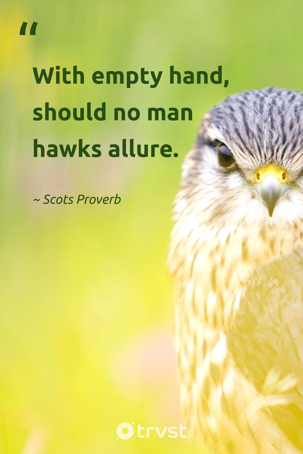 29 Hawk Quotes & Proverbs Echoing The Raptors' Strength (2025)