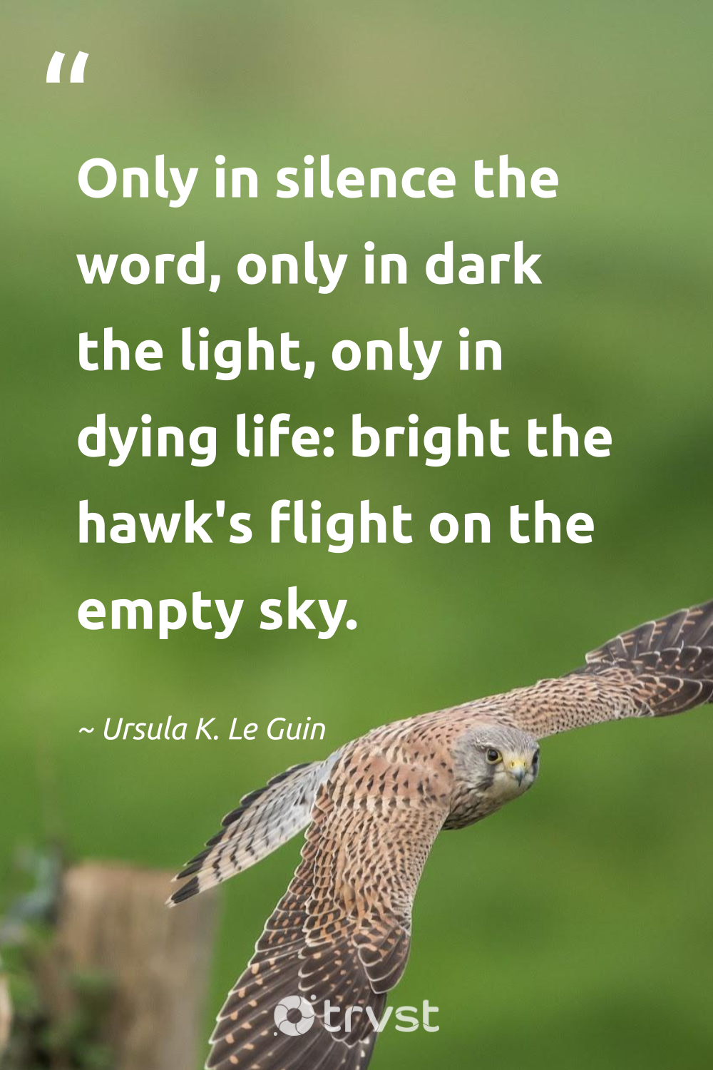 29 Hawk Quotes & Proverbs Echoing The Raptors' Strength (2025)