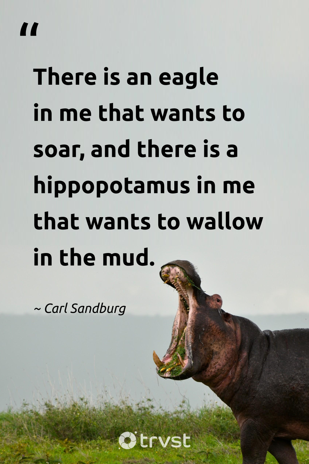 12 Hippo Quotes About The Humongous River Horse