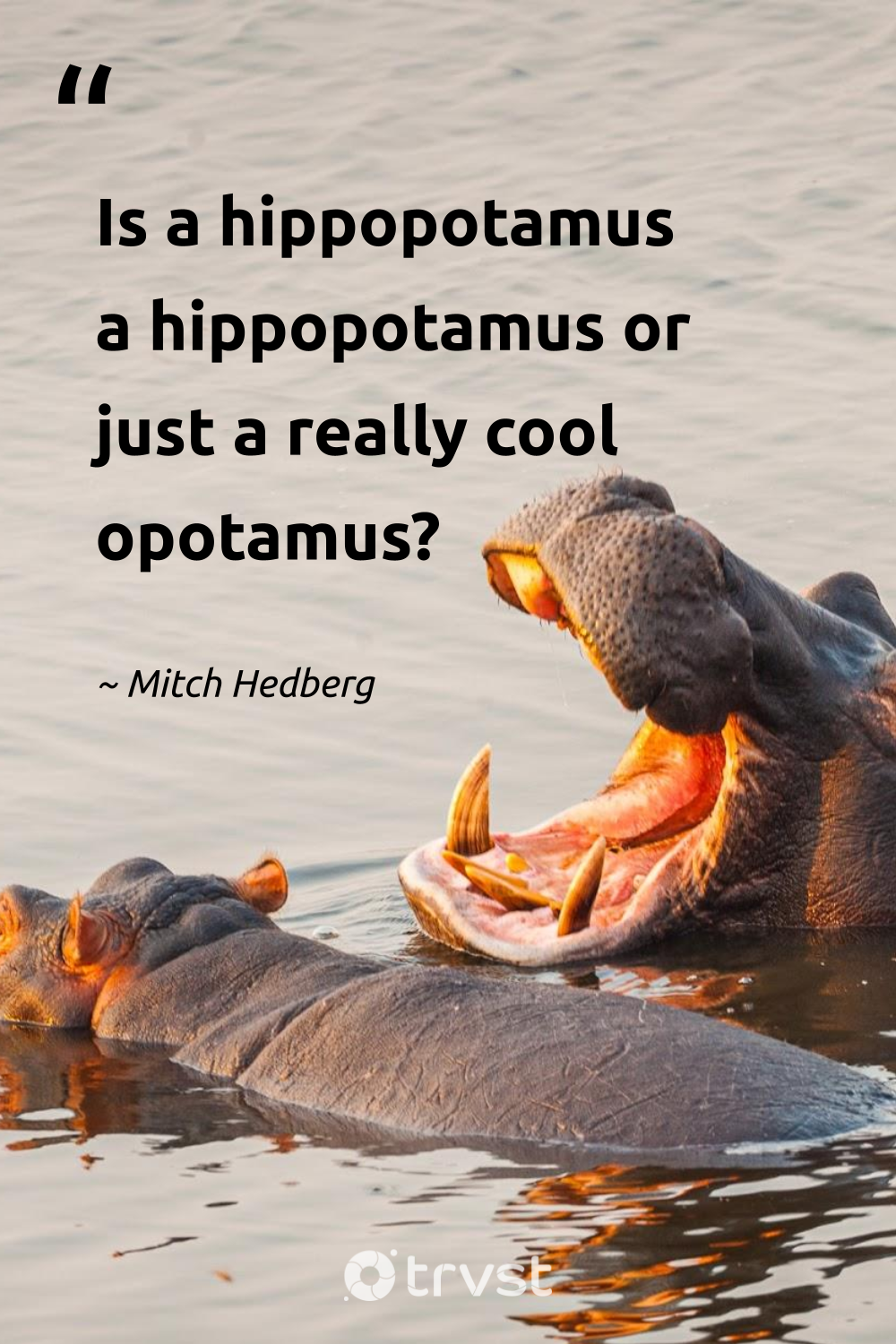 12 Hippo Quotes About The Humongous River Horse