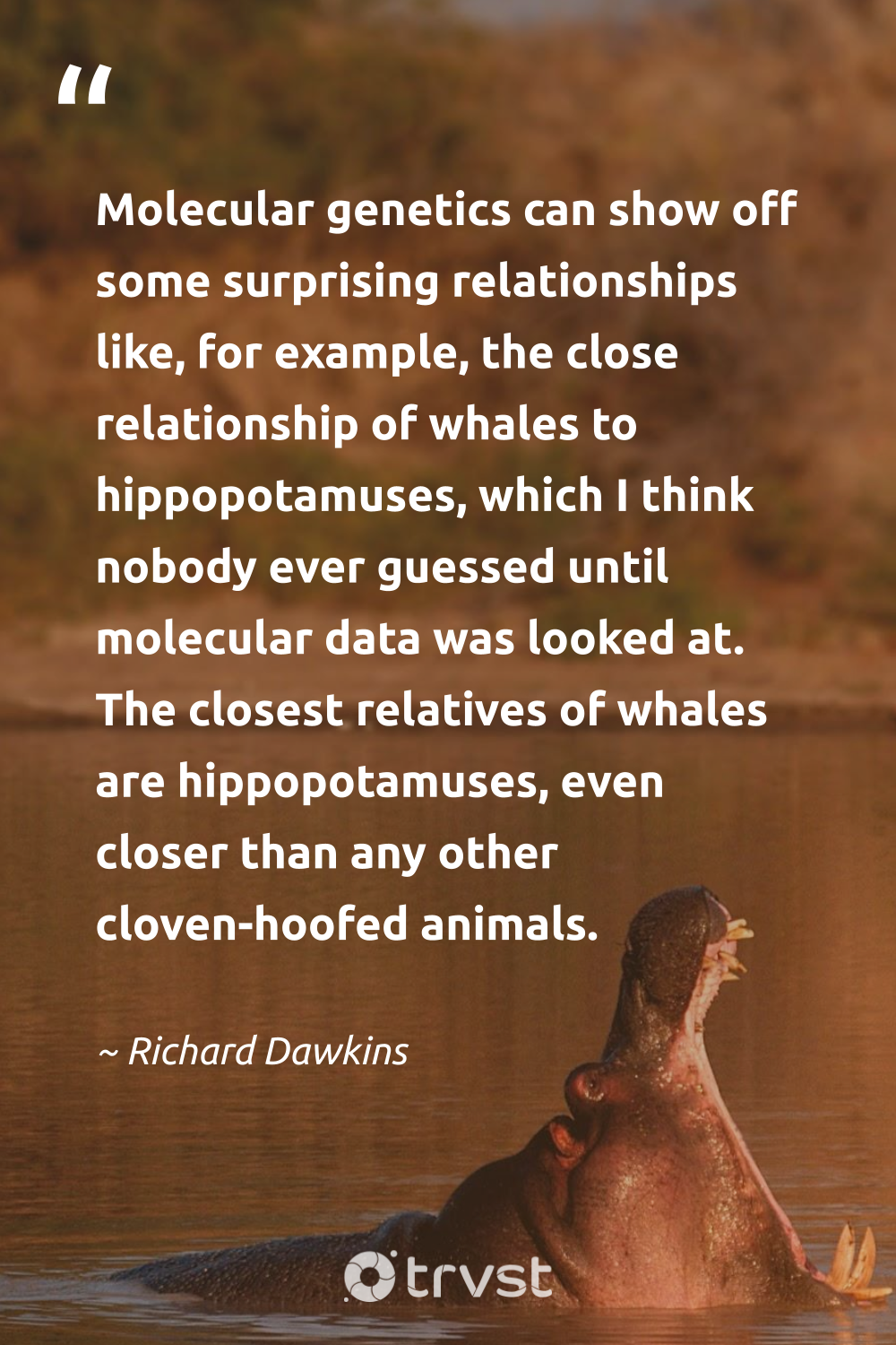 12 Hippo Quotes About The Humongous River Horse