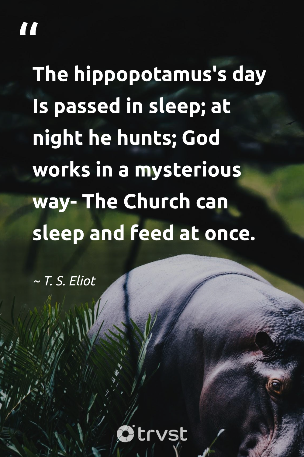 12 Hippo Quotes About The Humongous River Horse