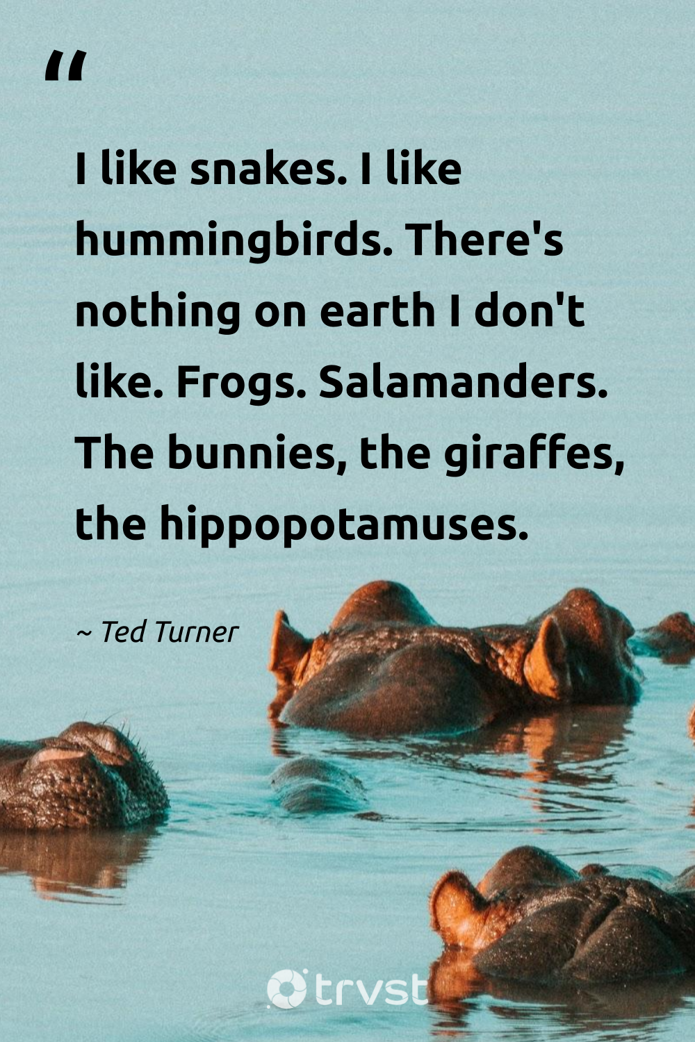12 Hippo Quotes About The Humongous River Horse