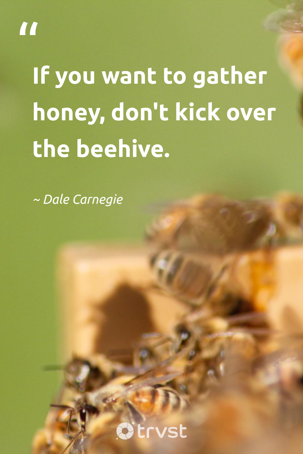 35 Honey Quotes For Natural Sweetness and Busy Bees (2025)