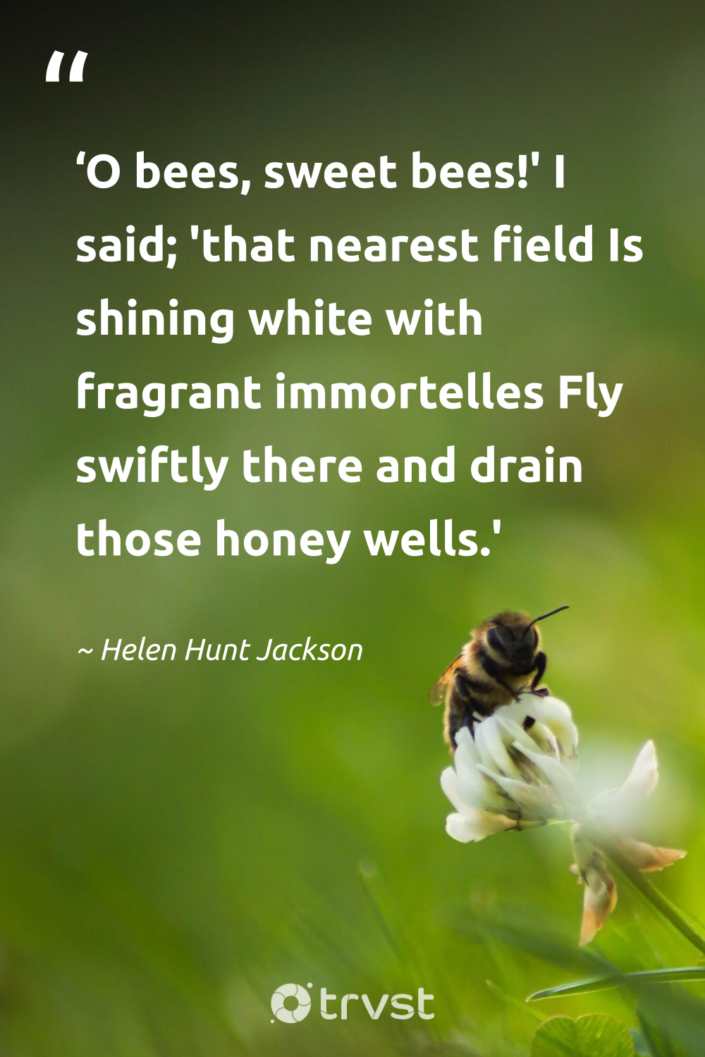 35 Honey Quotes For Natural Sweetness and Busy Bees (2025)
