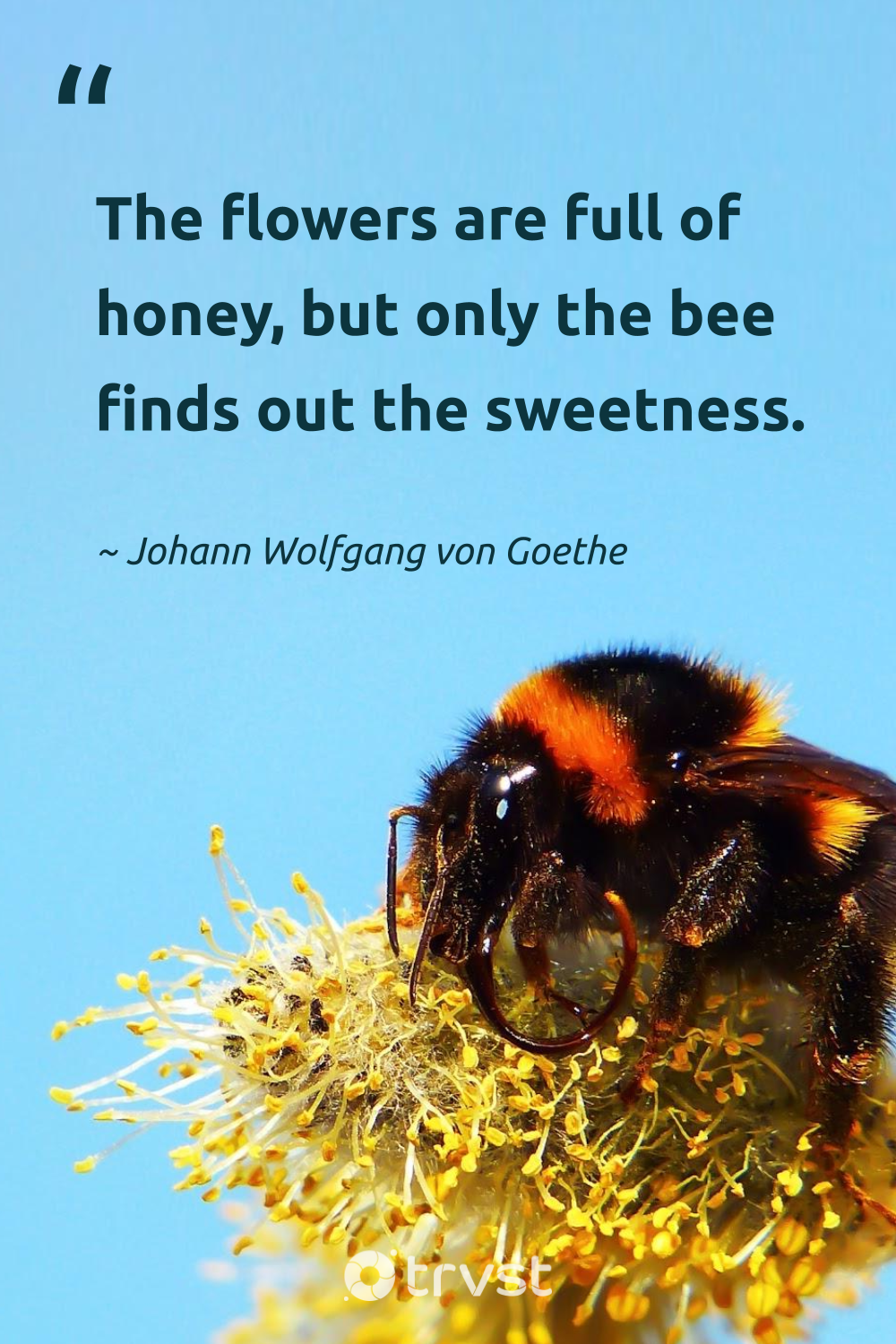 35 Honey Quotes For Natural Sweetness and Busy Bees (2025)