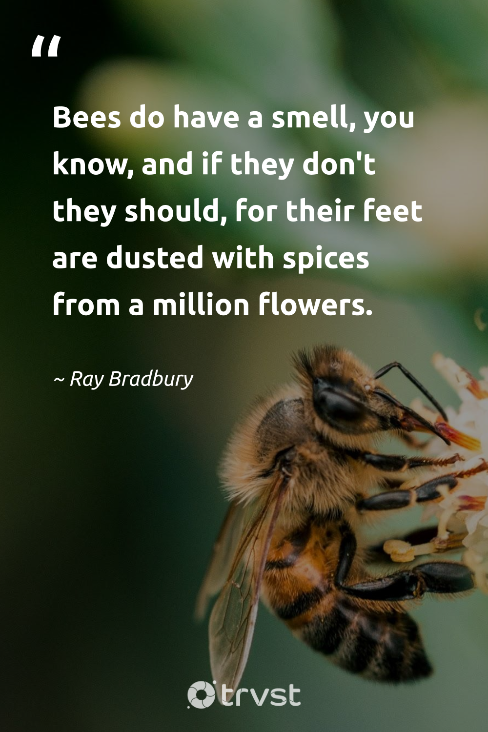35 Honey Quotes For Natural Sweetness and Busy Bees (2025)