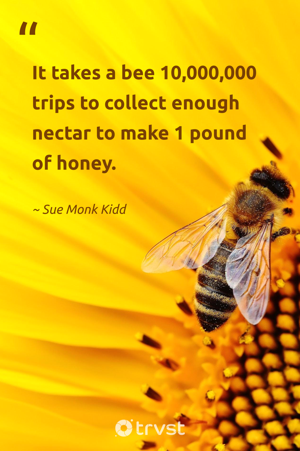 35 Honey Quotes For Natural Sweetness and Busy Bees (2025)