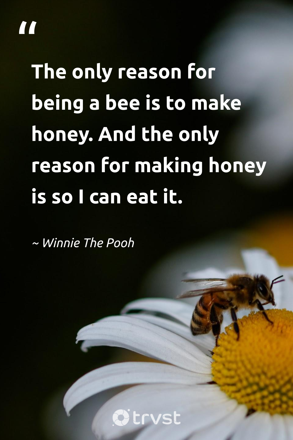 35 Honey Quotes For Natural Sweetness and Busy Bees (2025)